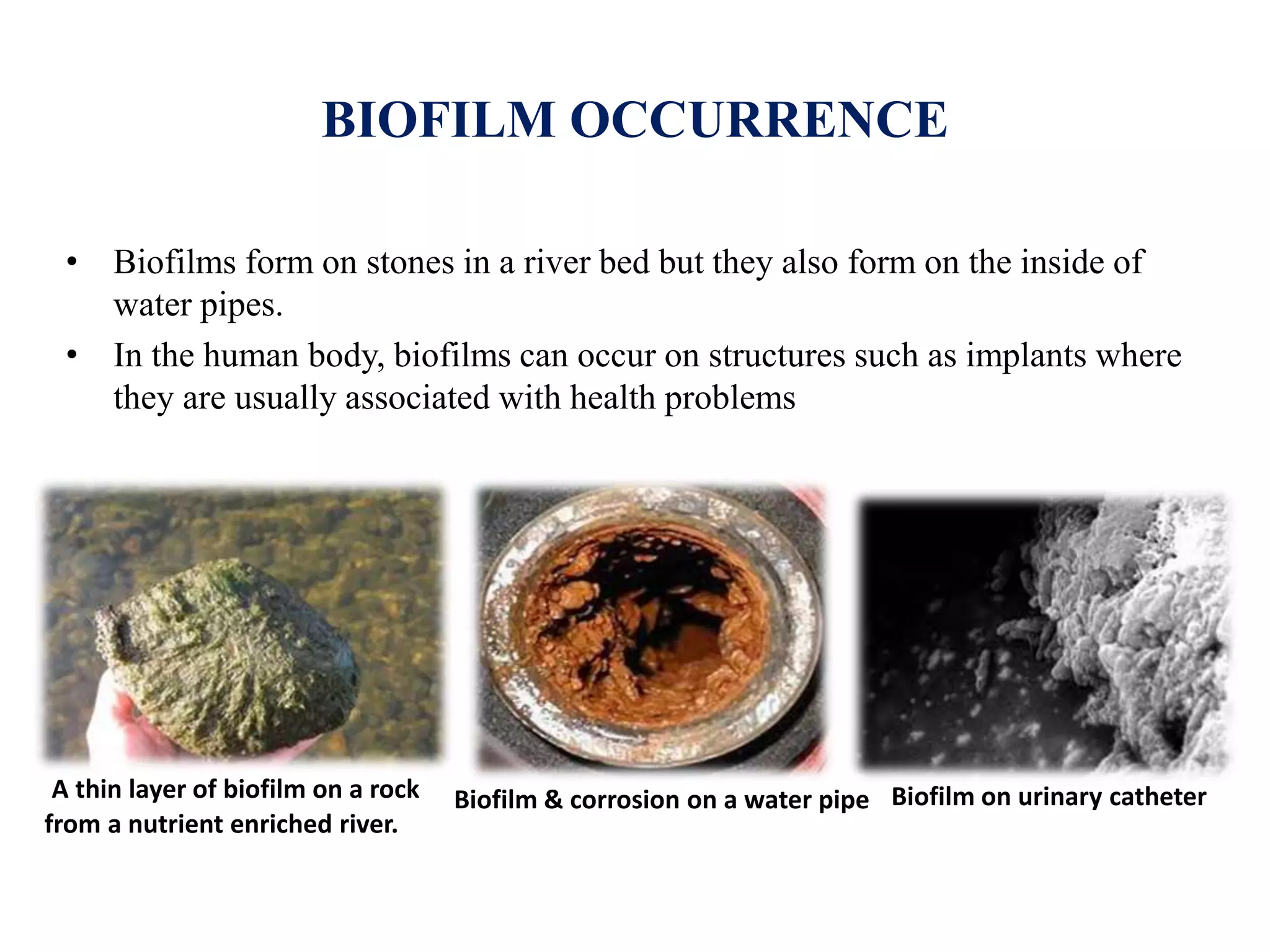 Aquatic Biofilm : Biotechnology | PPTX