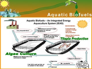 Aquatic Biofuels Emuni Presentation | PPT