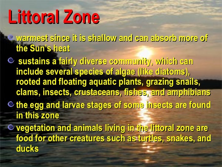 Sublittoral Animals