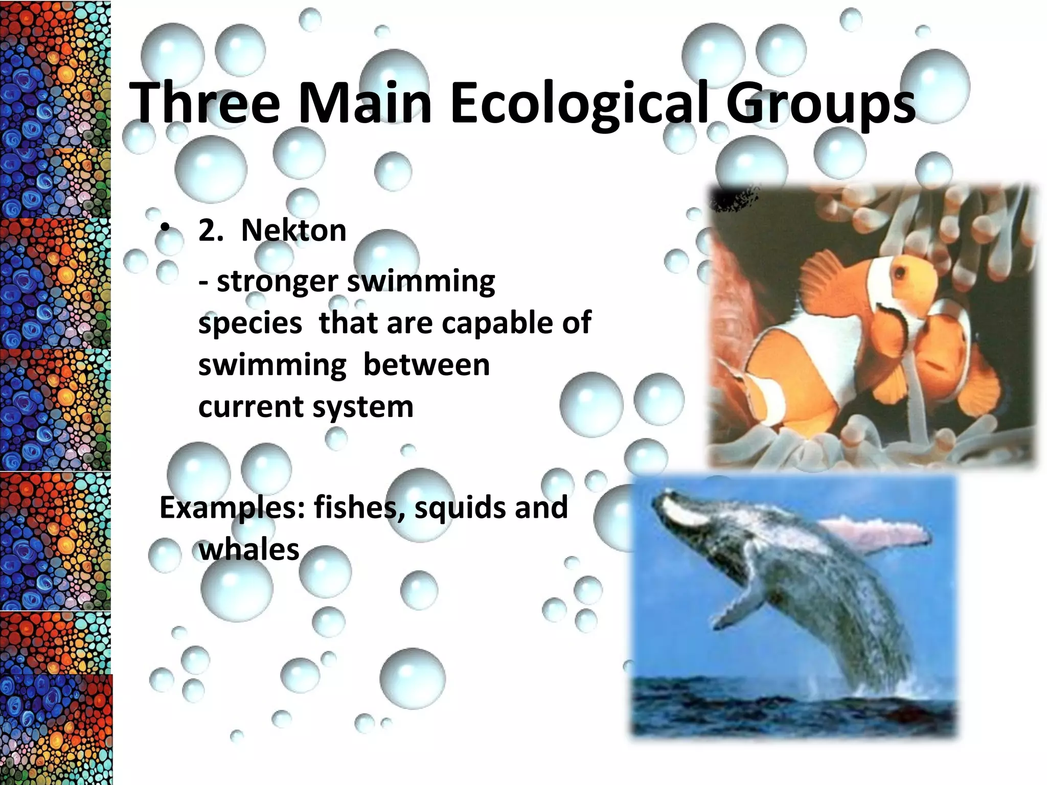 Aquatic biome | PPT