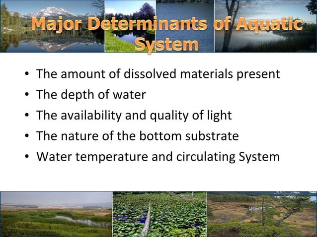 Aquatic biome | PPT | Geography | Science