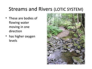 Aquatic biome | PPT