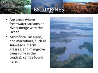 Aquatic Biomes Intertidal Zone