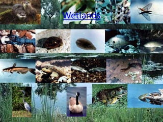 aquaticbiome.ppt