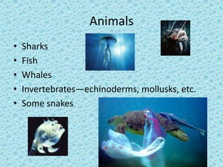Aquatic biomes 2.05