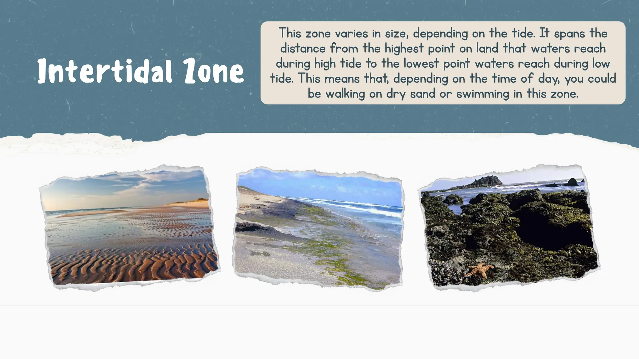 Environmental Science - Aquatic Biomes - Marine Systems | PDF