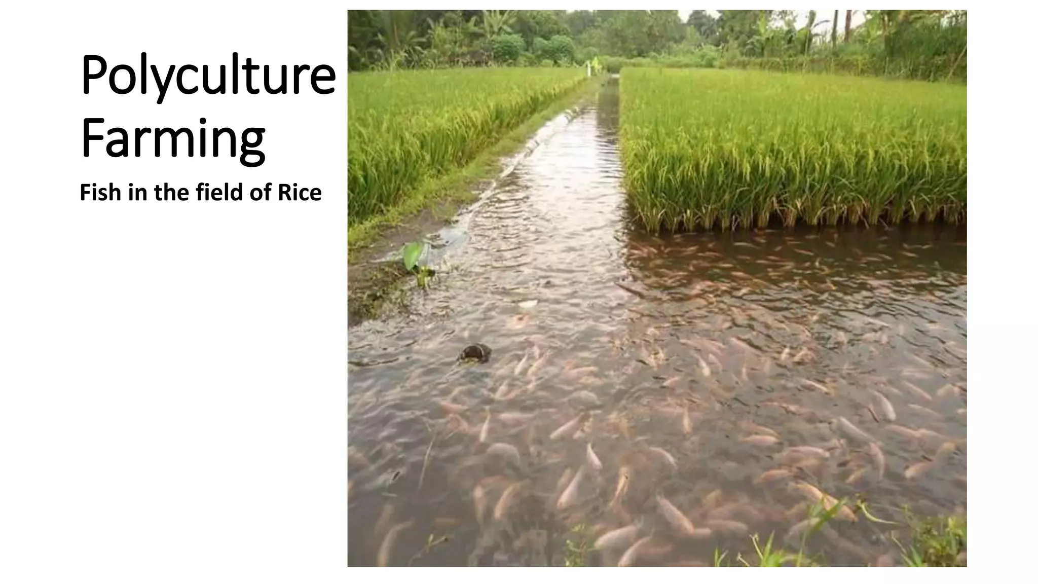 Aquatic biotechnology | PPTX