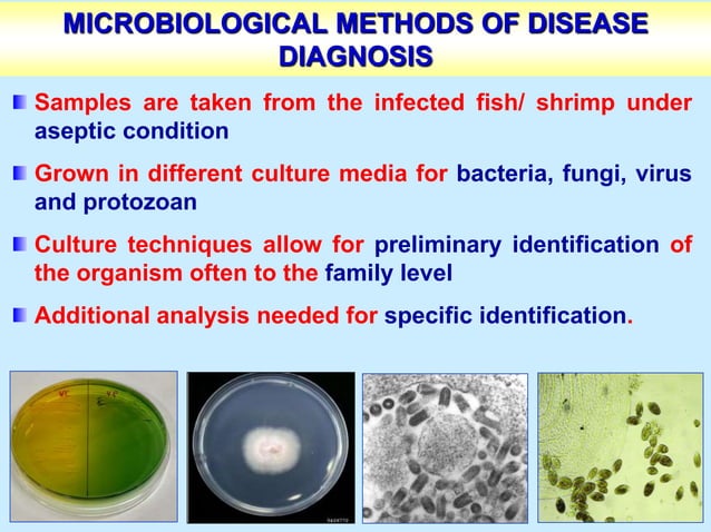 Aquatic Disease Diagnosis.ppt | Chemistry | Science