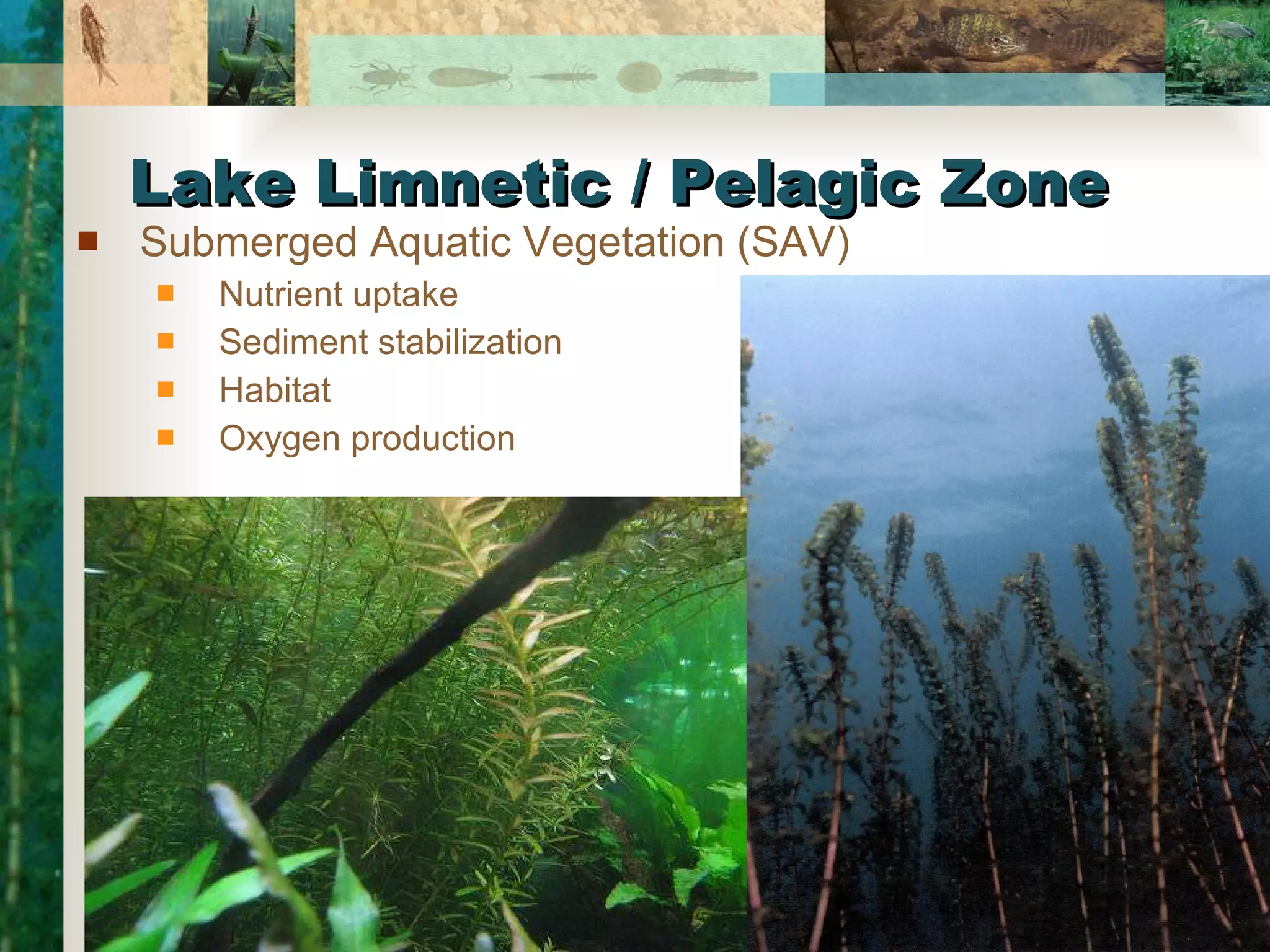 Aquatic ecology 101 | PPT