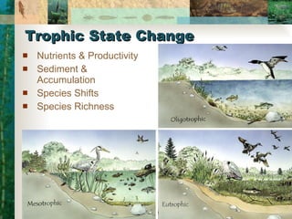 Aquatic ecology 101 | PPT