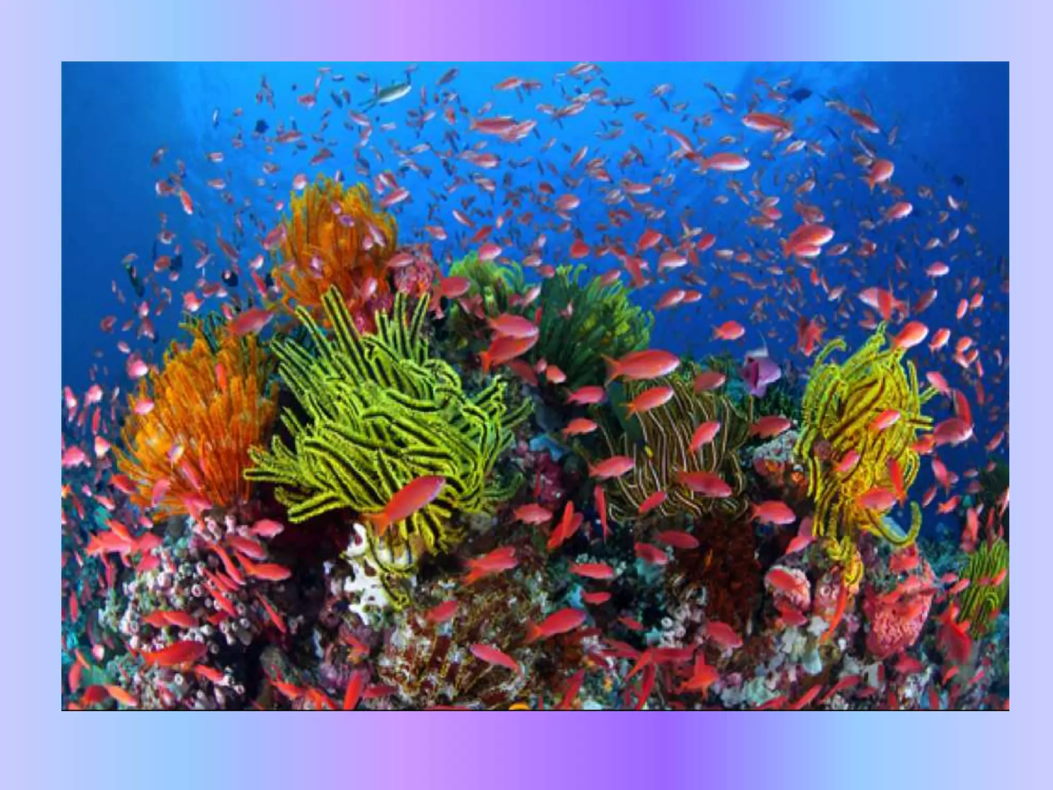 Aquatic Ecosystem, Meaning and Importance | PPTX