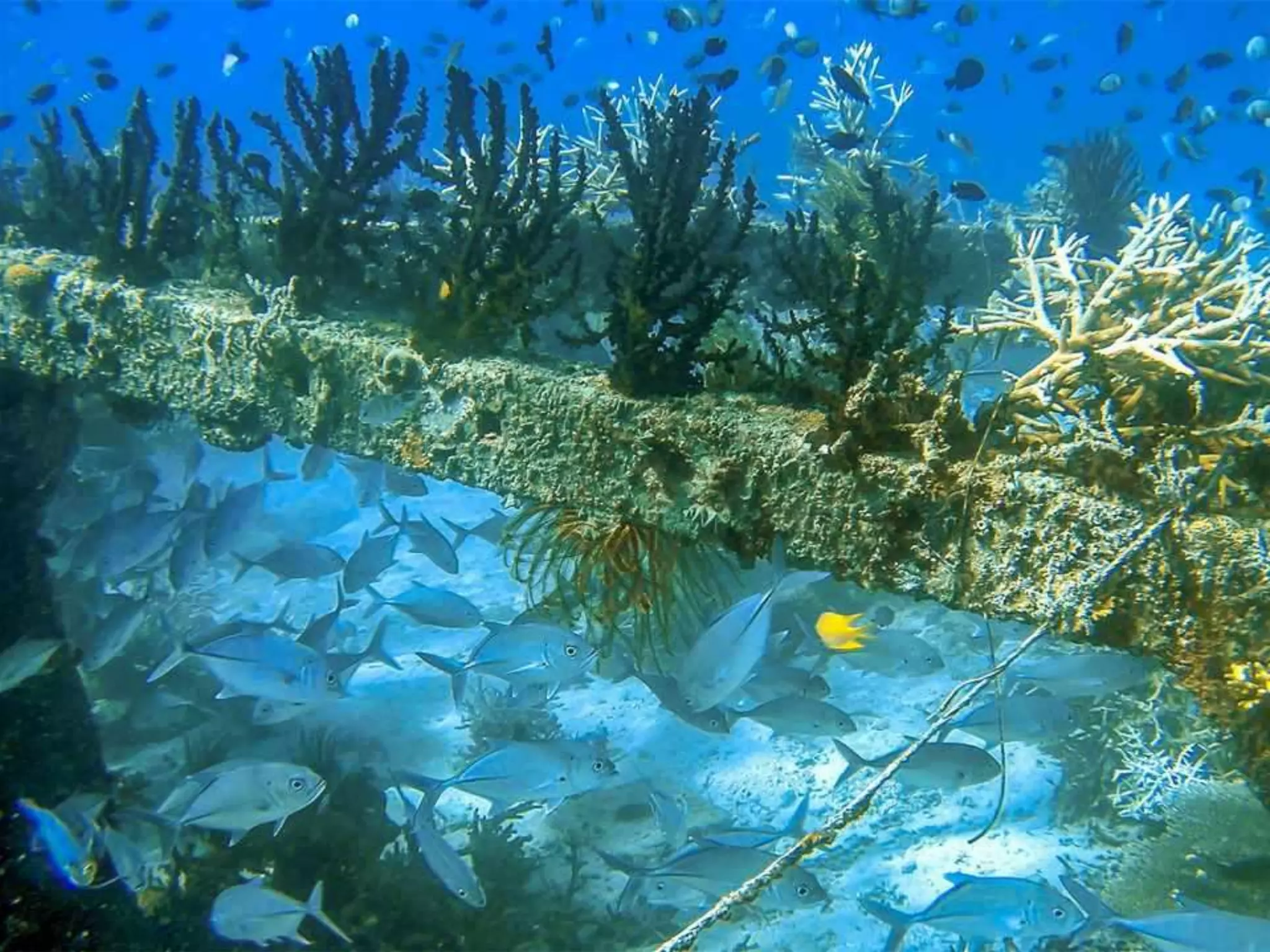 Aquatic ecosystem | PPTX