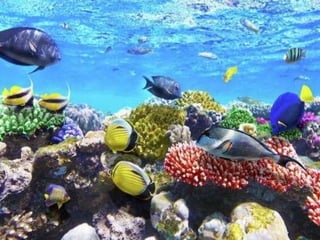 Aquatic eco system | PPTX