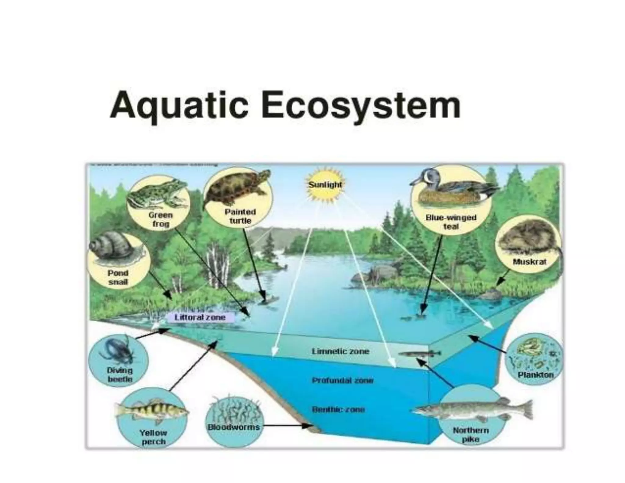 aquatic ecosystem.pptx