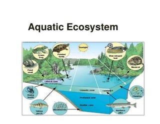 aquatic ecosystem.pptx