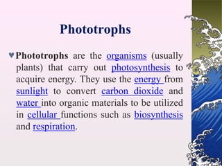 aquatic ecosystem.pptx