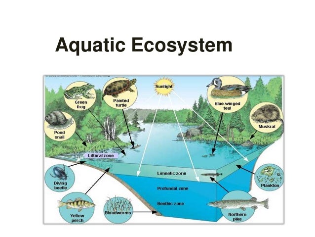 Aquatic ecosystem and water pollution
