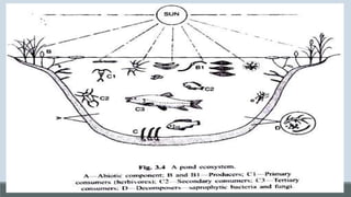 AQUATIC ECOSYSTEM by Pranzly.ppt