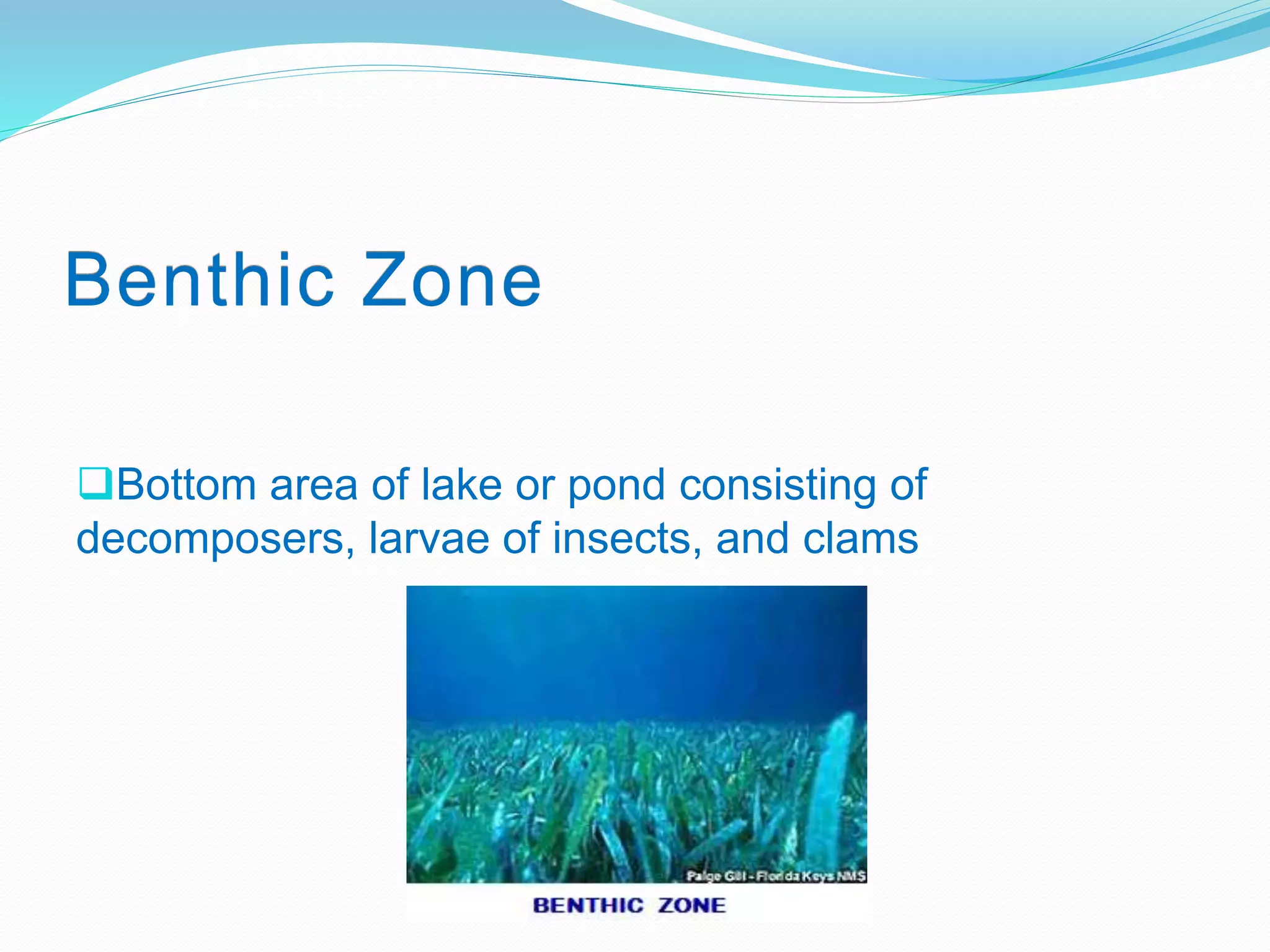 Aquatic ecosystem ppt | PPTX