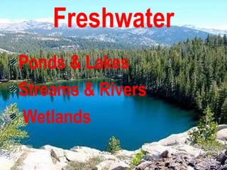 aquatic ecosystems environmental science | PPTX