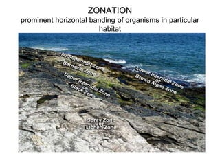 Aquatic ecosystems revised | PPTX
