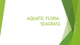 UNDERSTANDING AQUATIC FLORA-SEAGRASS.pptx