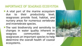 UNDERSTANDING AQUATIC FLORA-SEAGRASS.pptx