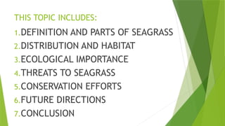 UNDERSTANDING AQUATIC FLORA-SEAGRASS.pptx
