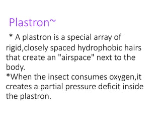 Aquatic Insects | PPTX