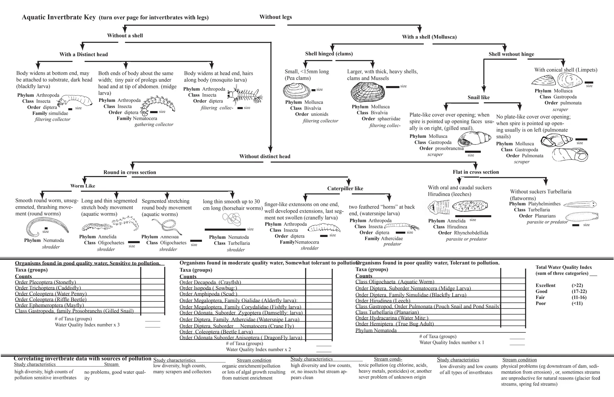Dichotomous key for aquatic invertebrate dichotomies key | PDF