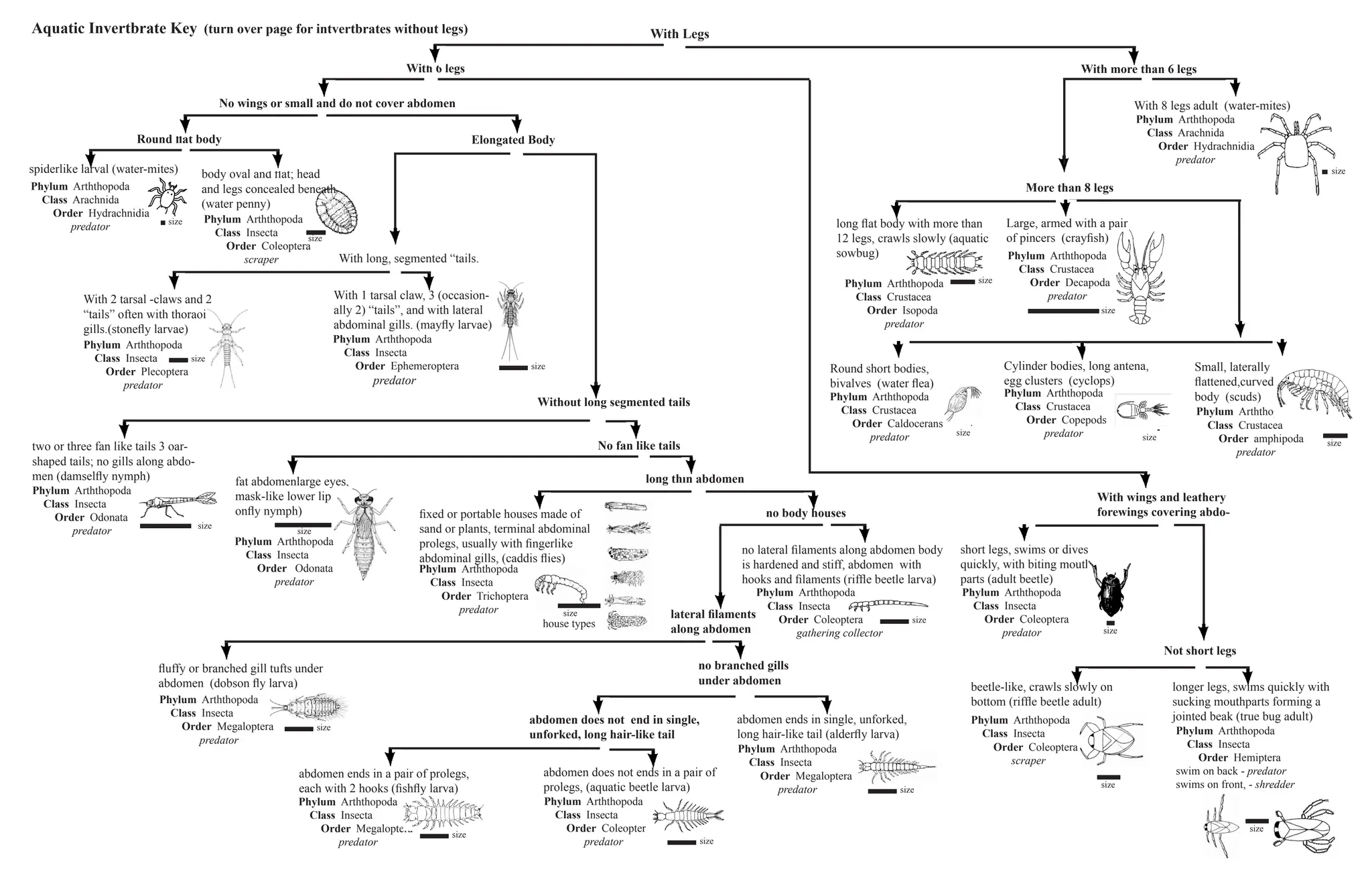 Dichotomous key for aquatic invertebrate dichotomies key | PDF