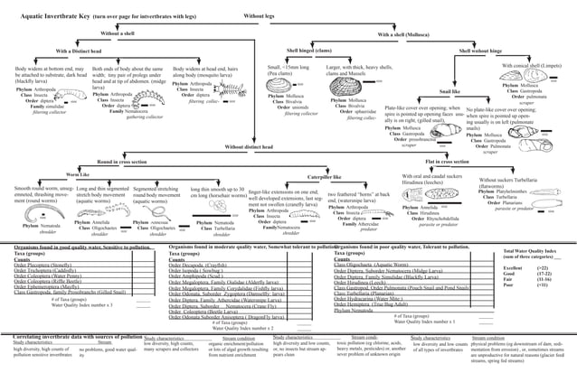 Dichotomous key for aquatic invertebrate dichotomies key | PPT