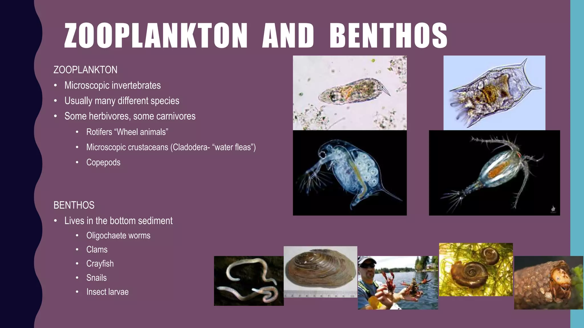 Aquatic life ppt | PPTX