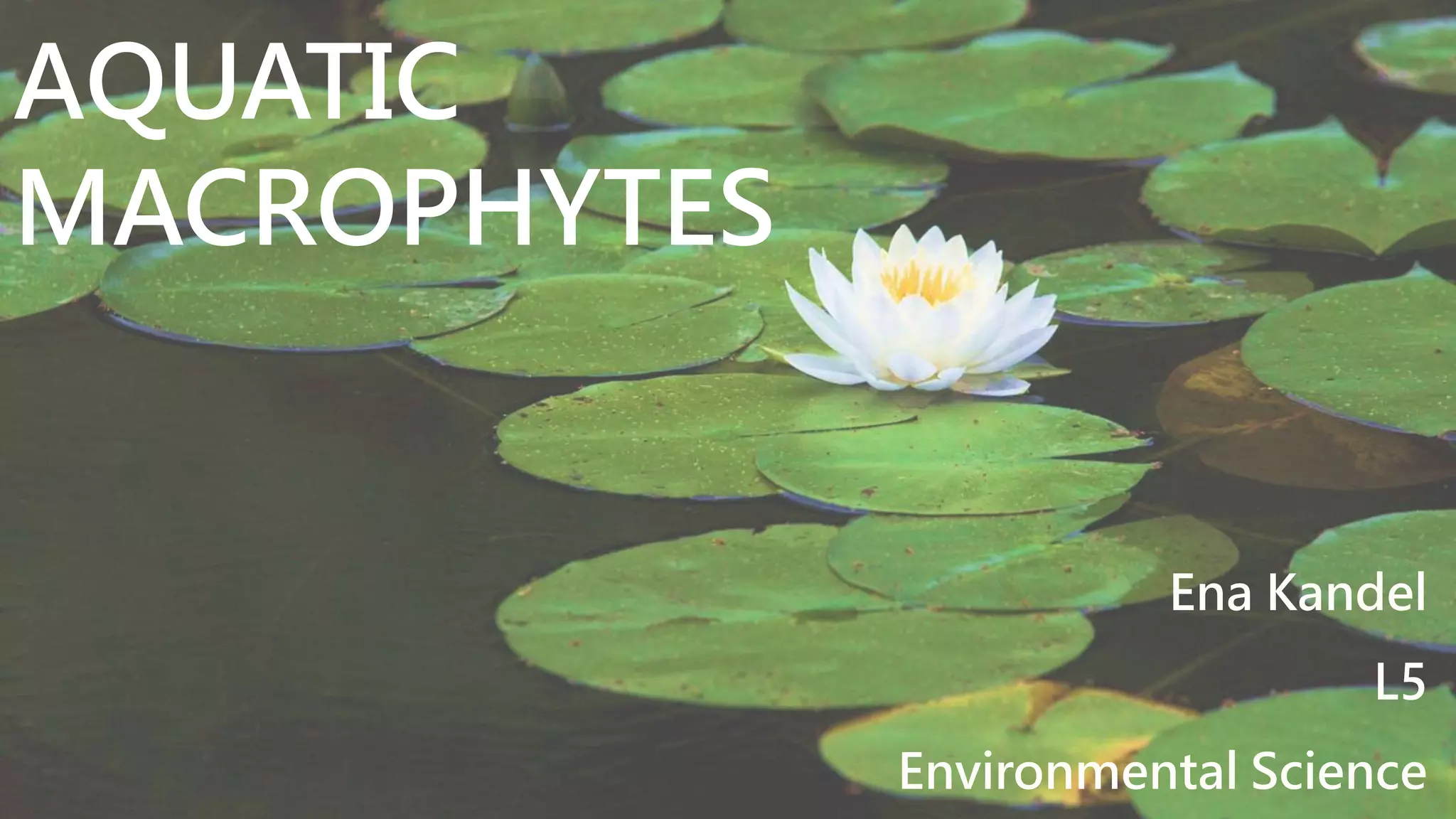 Aquatic macrophytes | PPTX