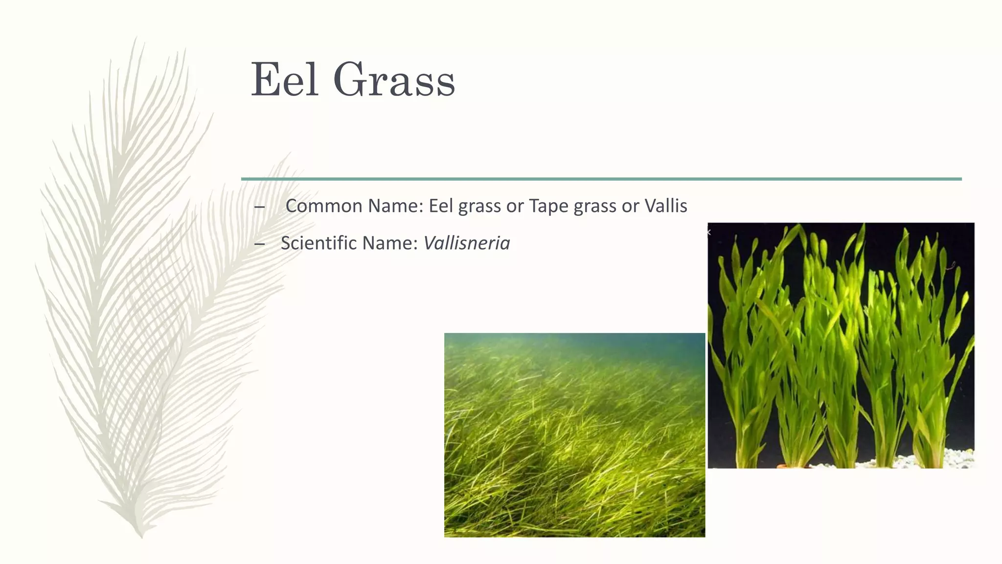 Aquatic macrophytes | PPTX