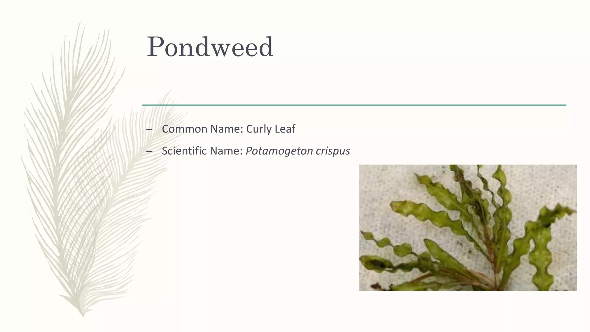 Aquatic macrophytes | PPTX