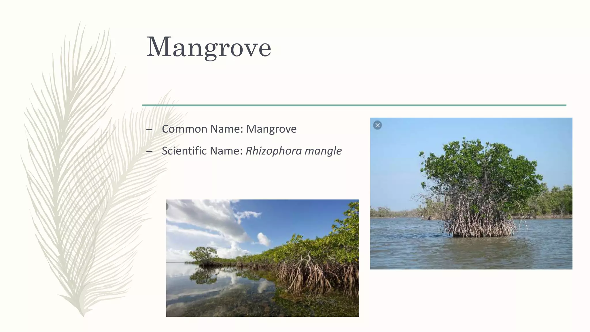 Aquatic macrophytes | PPTX