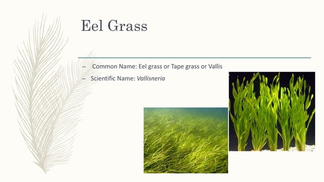 Aquatic macrophytes | PPTX