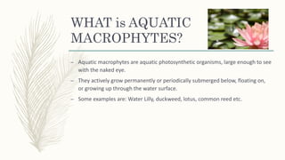 Aquatic macrophytes | PPTX