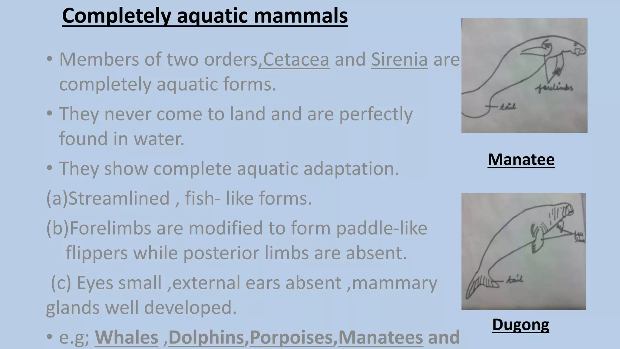 AQUATIC MAMMALS.pptx