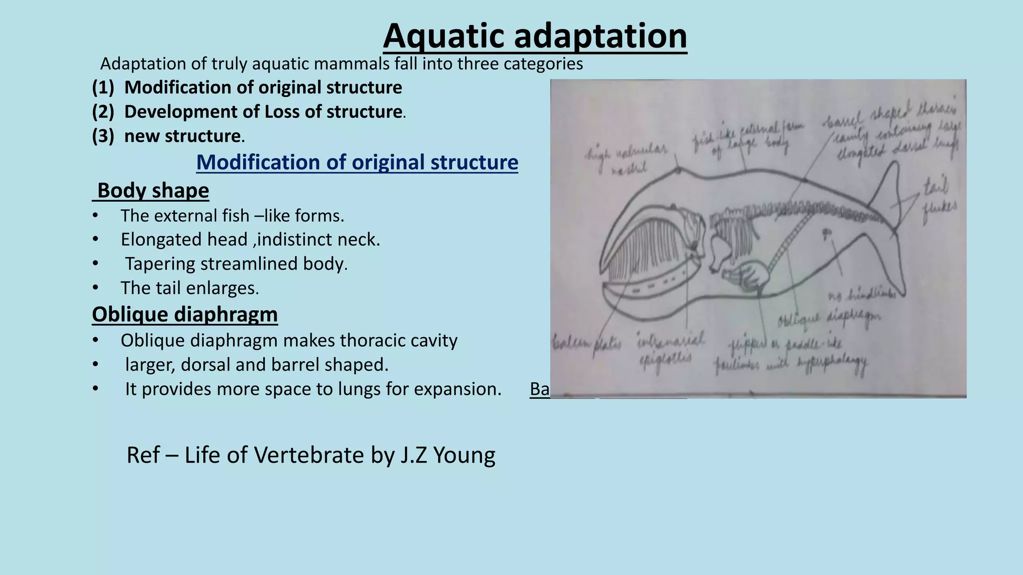 AQUATIC MAMMALS.pptx