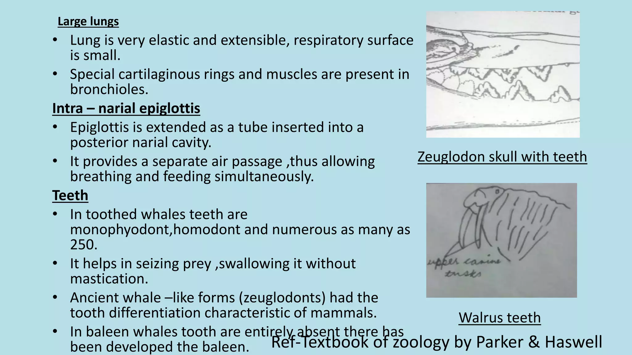 AQUATIC MAMMALS.pptx