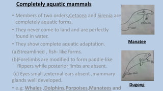 AQUATIC MAMMALS.pptx