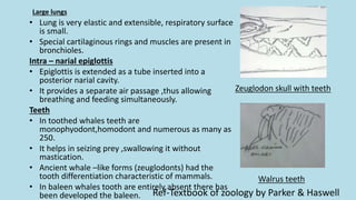 AQUATIC MAMMALS.pptx