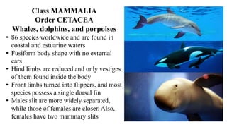 Aquatic mammals | PPTX