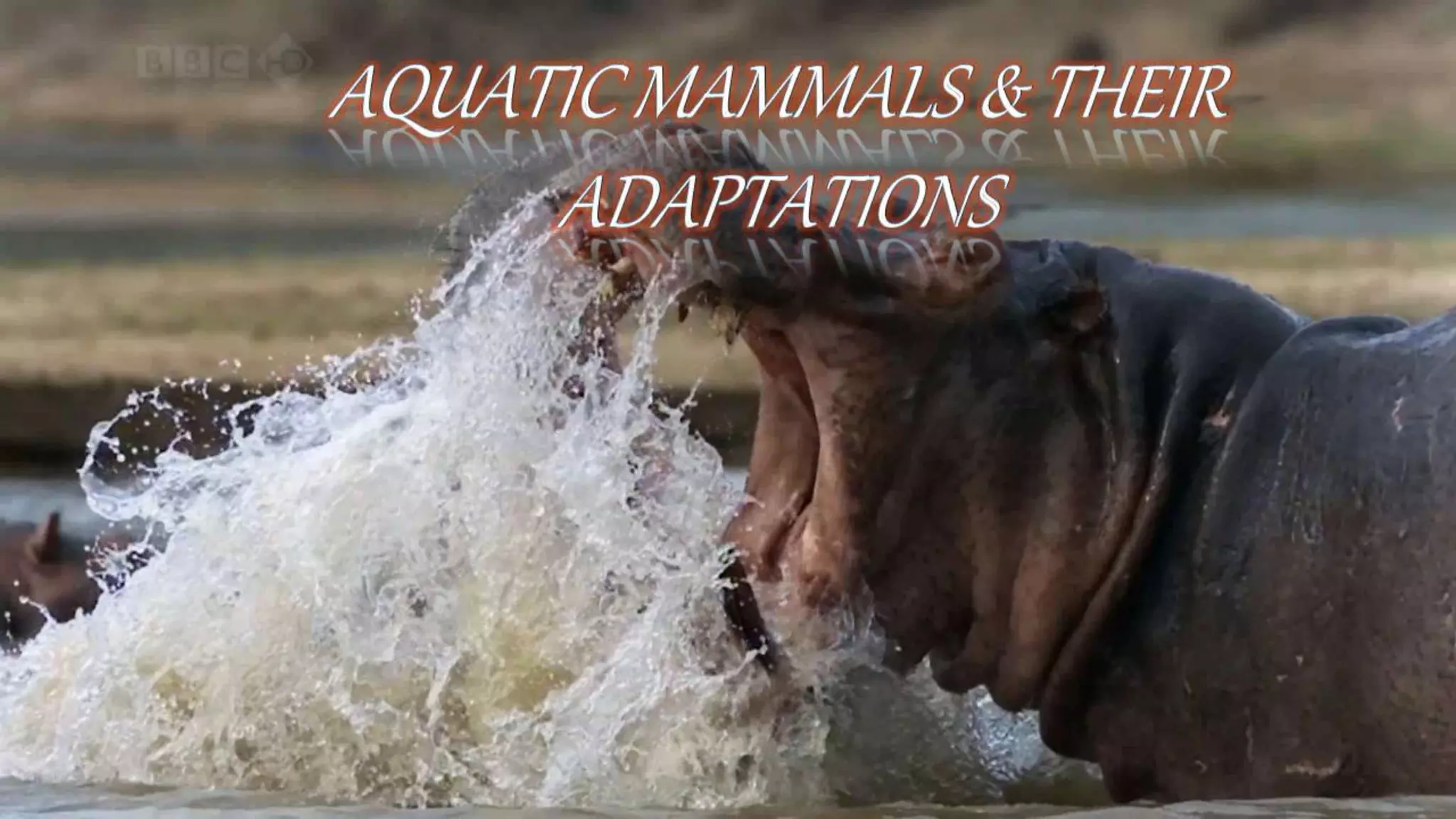 Aquatic mammals & their adaptation.fully aquatic mammal and amphibian ...