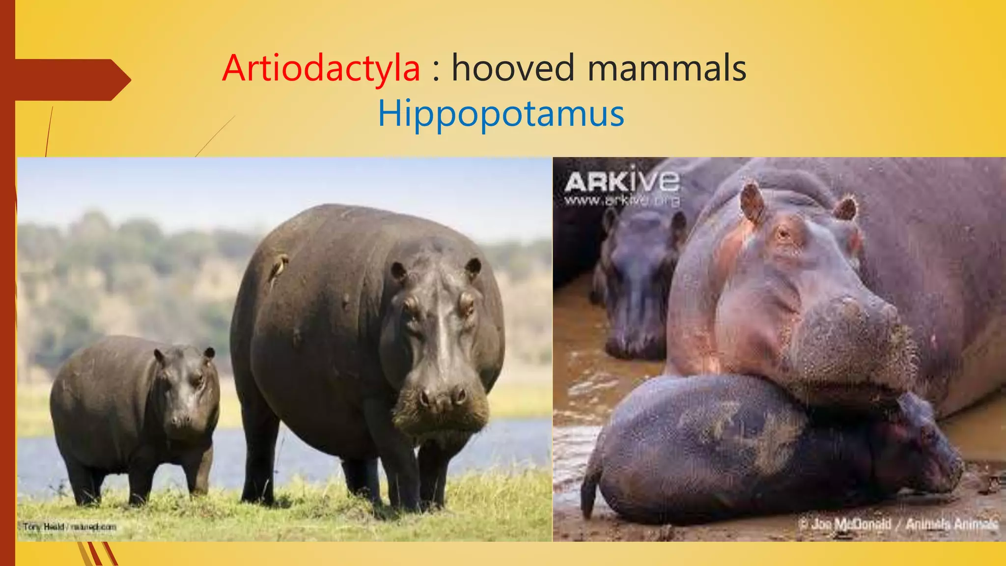 Aquatic mammals & their adaptation.fully aquatic mammal and amphibian ...