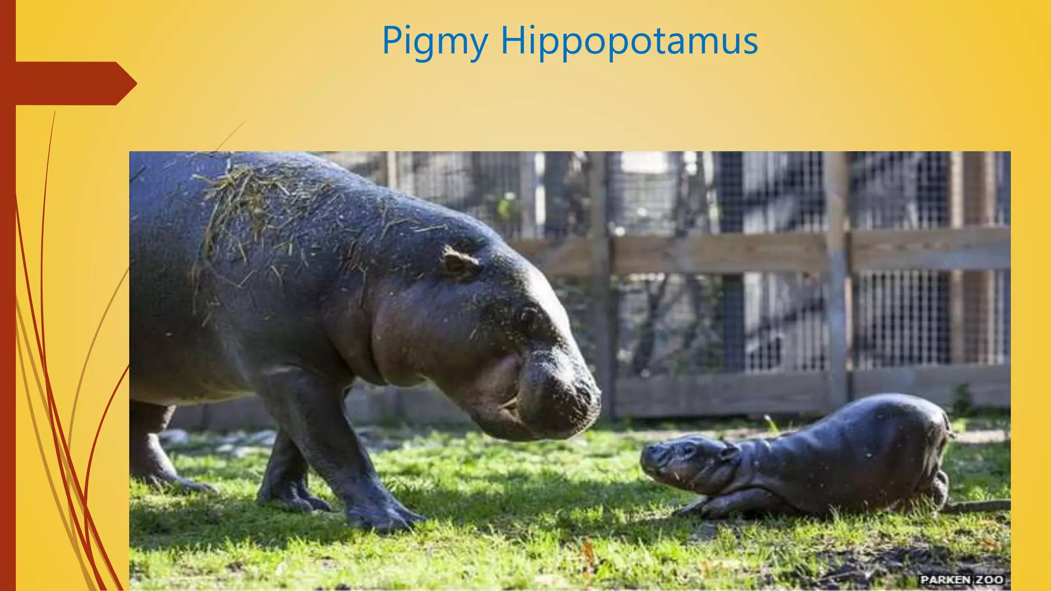 Aquatic mammals & their adaptation.fully aquatic mammal and amphibian ...