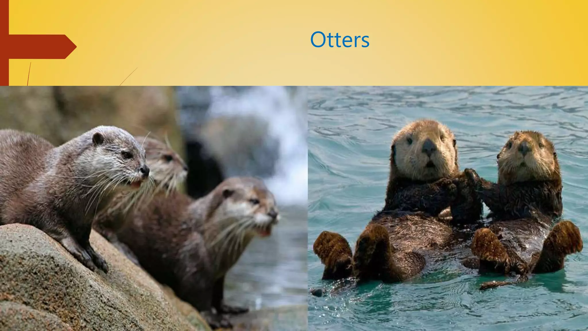 Aquatic mammals & their adaptation.fully aquatic mammal and amphibian ...