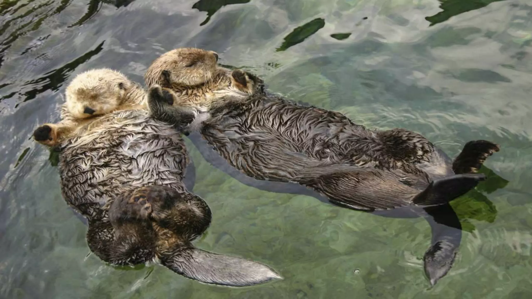 Aquatic mammals & their adaptation.fully aquatic mammal and amphibian ...
